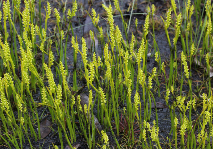 Microtis – Mignonette Orchids | Orchids of South-west Australia