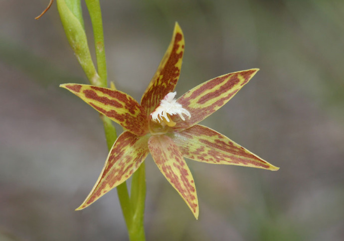 Thelymitra benthamiana, fuscolutea – Leopard and Chestnut Orchids ...