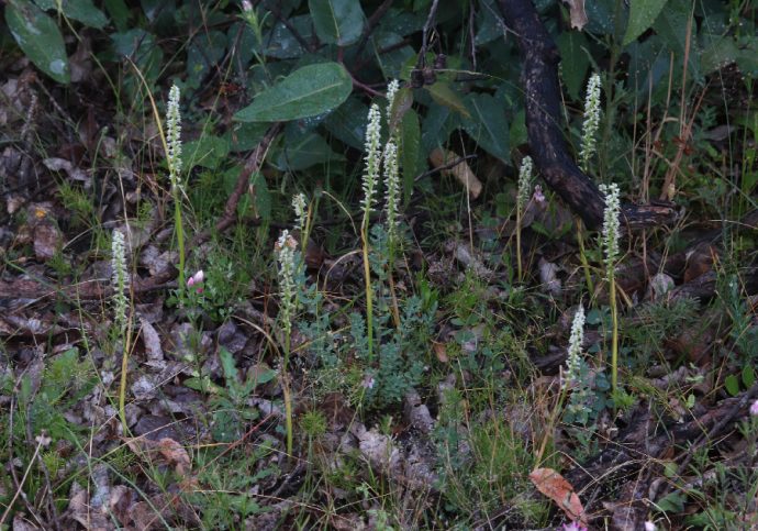 Microtis – Mignonette Orchids | Orchids of South-west Australia