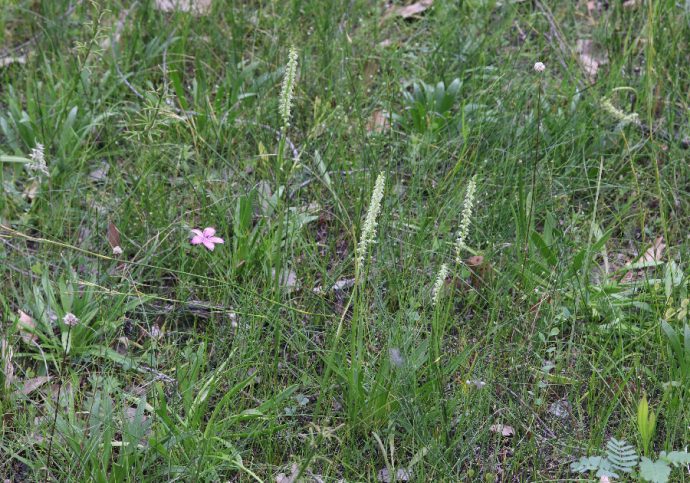Microtis – Mignonette Orchids | Orchids of South-west Australia