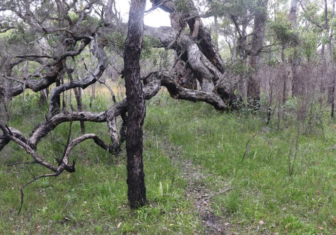 Microtis – Mignonette Orchids | Orchids of South-west Australia