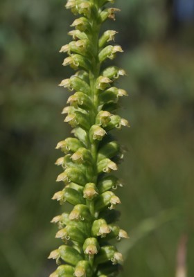 Microtis – Mignonette Orchids | Orchids of South-west Australia