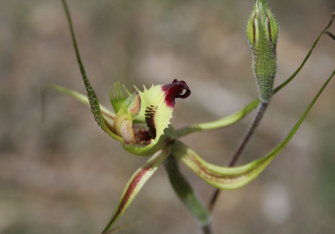 Caladenia falcata, integra, attingens, lobata – The Green Spider Orchid ...
