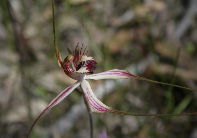 Caladenia falcata, integra, attingens, lobata – The Green Spider Orchid ...