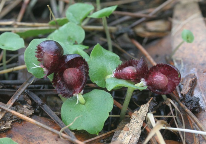 Corybas – Helmet Orchids | Orchids of South-west Australia